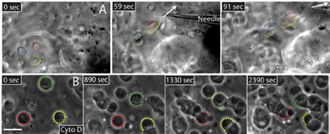 The Role Of A Surrounding Actin Scaffold In Slowing Internucleolar