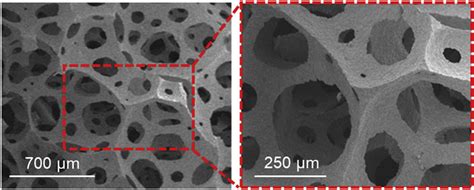 Sem Micrographs Of The Typical Morphology Of Fired Cs Foams Containing
