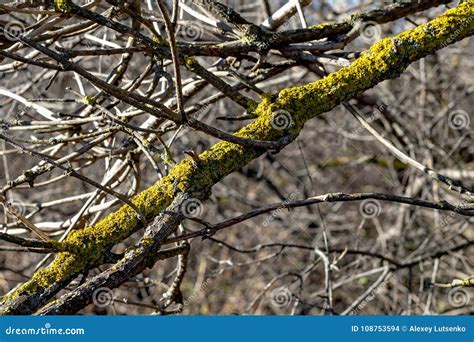 Tree With Moss And Lichen On The Branch Stock Photo Image Of Growth Fungus 108753594