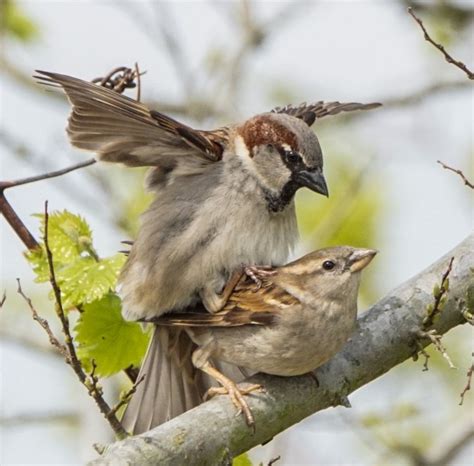 Cloaca In Birds Purpose And Function Birdorable Blog