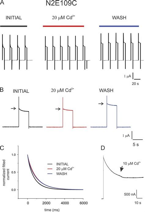 Cd²⁺ Does Not Substantially Alter Vj Gating Of Cx3243e1 N2e 109c Download Scientific Diagram
