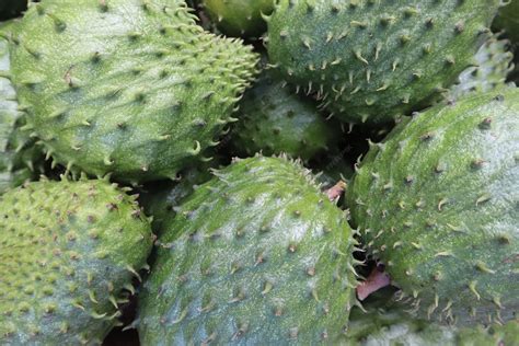 Premium Photo Closeup Of A Pile Of Fresh Green Tasty Exotic Soursop