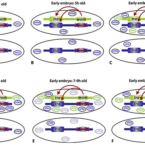 Pdf Genomic Imprinting And Maternal Effect Genes In Haplodiploid Sex