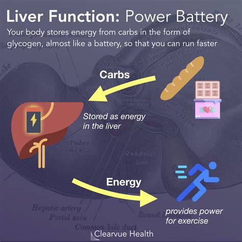 5 Slides Top 5 Functions Of The Liver Visualized Science