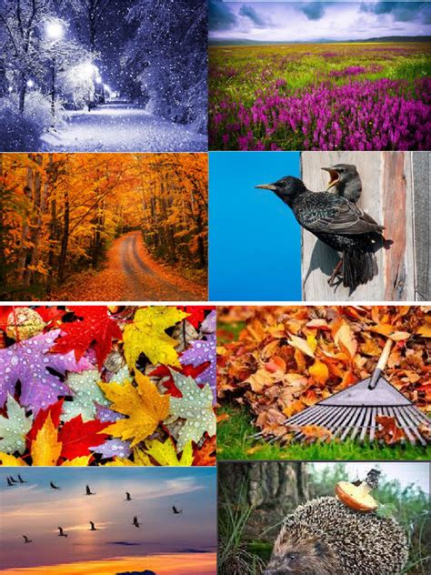 ознаки осені Pdf