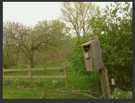 Tim Poulsen Streaming Birdcam With A Raspberry Pi And Picamera