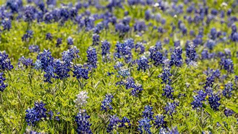 15 Places To Admire The Beautiful Blue Bonnets In Texas