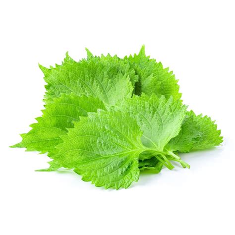 Get Green Shiso Ohba Leaves 1 Bunch Delivered Weee Asian Market