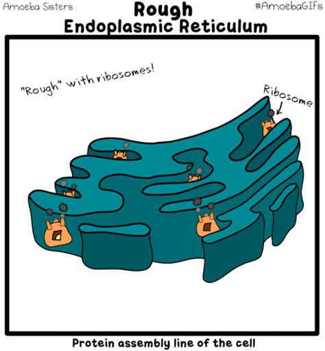 Endoplasmic Reticulum Cartoon
