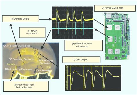 System Integration Of An Fpga Based Nonlinear Model Of The Ca3