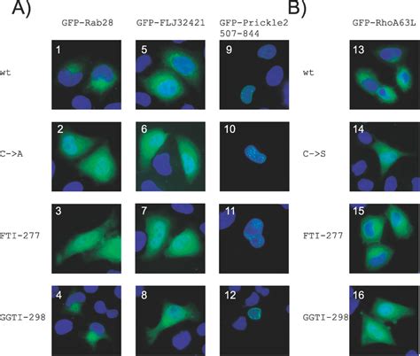 Localization Of N Terminal Gfp Constructs Of Rab28 Flj32421brofti