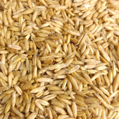 Organic Oat Barley Rye Wheatgrass Grain Seeds Juicing Sprouting Cat