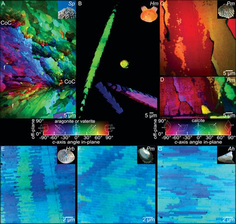 Polarization‐dependent Imaging Contrast Pic Maps Display The Diverse