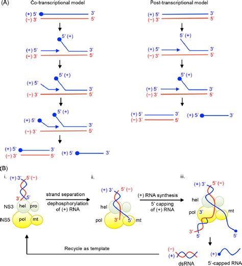 Viral Replication Complex Semantic Scholar