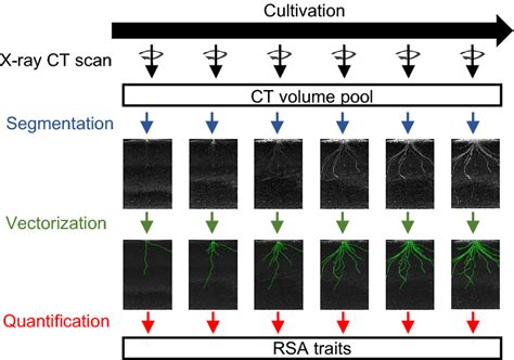 workflow without backward prediction segmentation ct volumes were