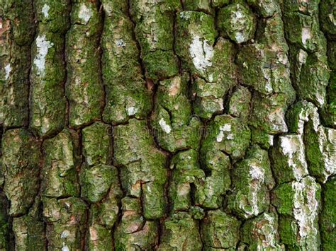 Natures Skin Detail Detailed View Of Tree Bark Highlighting The Complex Beauty Of Natures