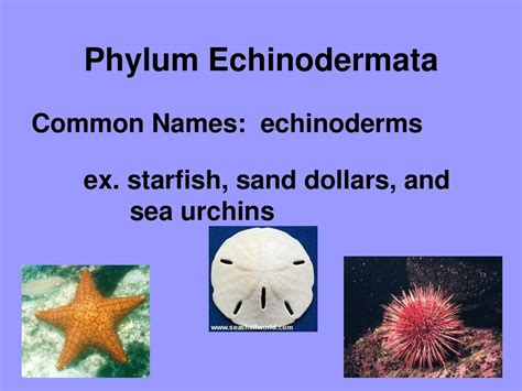 Overview Of Organisms Ppt Download Overview Of Organisms Ppt Download