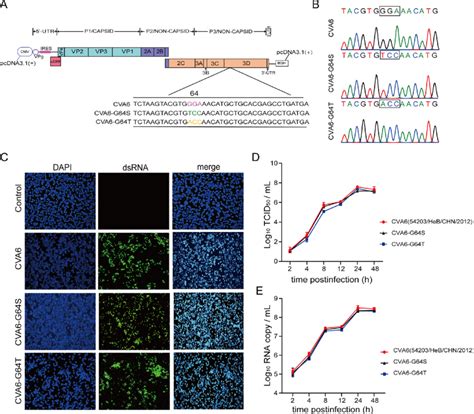 Construction And Analysis Of Wild Type And Mutant Cva6 Clones A