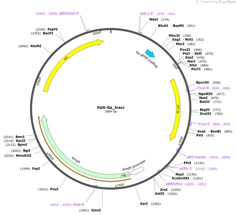 Addgene Hu6 Satracr