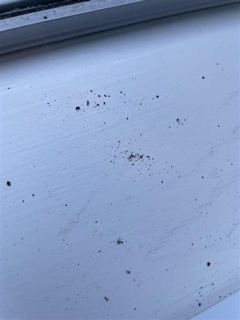 Tiny Dead Black Bugs On Window Sill Rpestcontrol