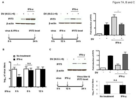 Shortly After Viral Absorption Dv Infected A549 Cells 1 X 105ml