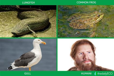 Chordates Definition Characteristics And Examples