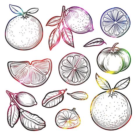 Premium Vector Clementine Flat Vector Linea Set Illustration High Quality