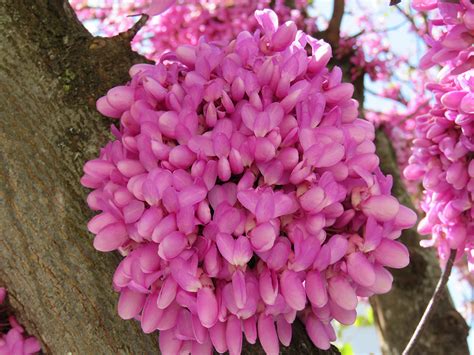 Á R B O L E S T R E E S Y P A L M E R A S P A L M S Cercis