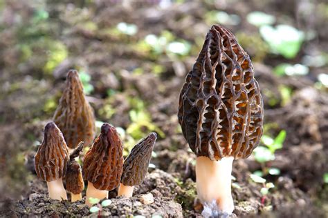 Morel Mushrooms