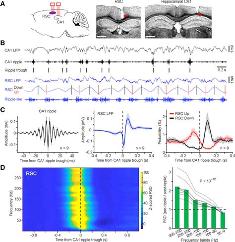 Coordinated Hippocampal Ripples And Rsc Oscillations A Left Download Scientific Diagram