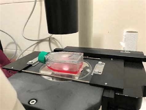 Examination Of The Sample Under The Invert Microscope Download Scientific Diagram