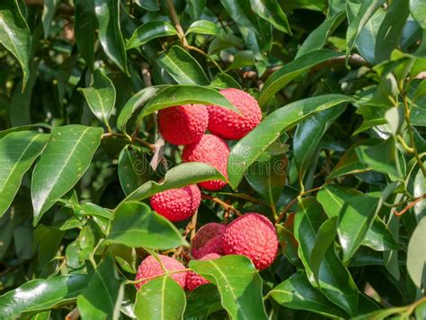 Leaves And Fruit Of A Lychee Tree Stock Image Image Of Ready Harvest