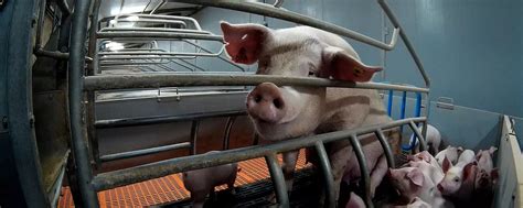 Protect Pigs From Cruelty On Factory Farms | Animal Equality UK