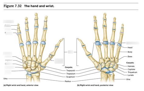 Carpals Metacarpals Phalanges Diagram Quizlet