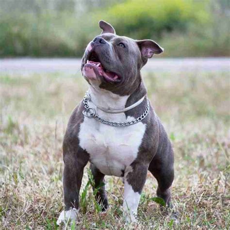 American Pit Bull Terrier Dog Breed Information Guide All About