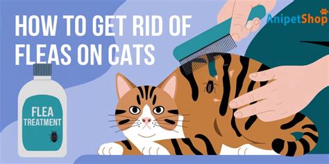 How to Get Rid of Fleas on Cats