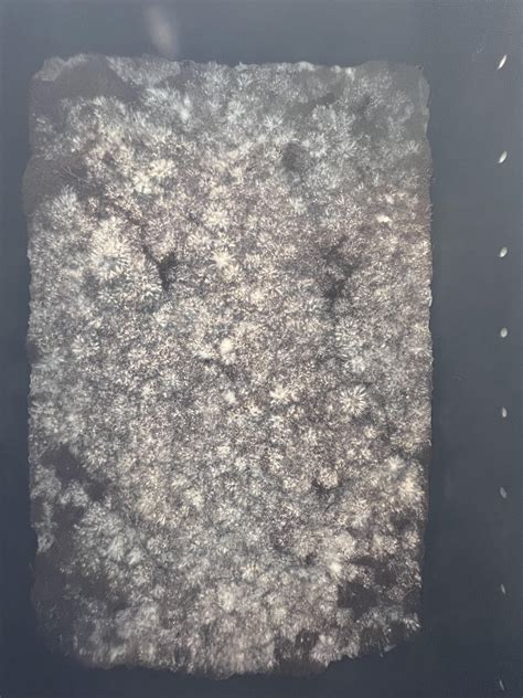 [actives] First Pin Set Kicking Off R Mushroomgrowers
