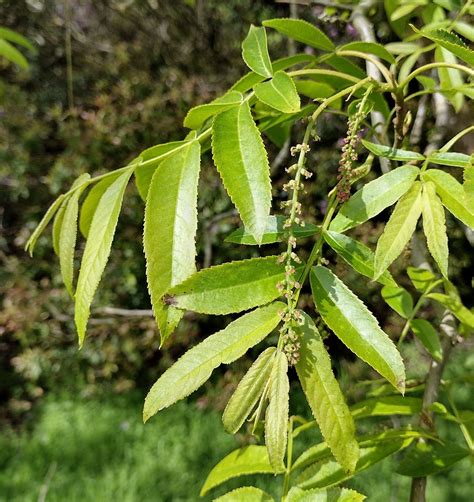 Pterocarya Stenoptera Trees And Shrubs Online