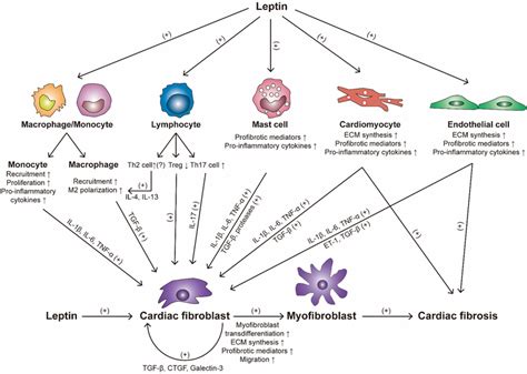 Leptin Induces Cardiac Fibrosis Through Direct And Indirect Cellular Download Scientific