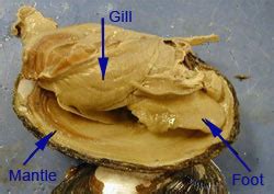 Molluscs Of Australia