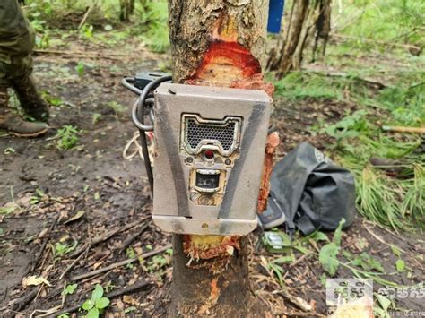 ក្រុមអ្នកស្រាវជ្រាវសត្វព្រៃដាក់កាំមេរ៉ាស្វ័យប្រវត្តិតាមដានចំនួនឈ្លូស សុីសុីថាមស៍