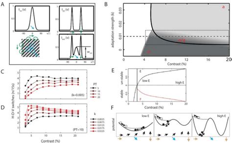 dynamic neural fields model structure and characteristics a 1d