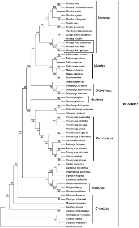 Phylogenetic Tree Generated Using The Maximum Parsimony Method Based On Download Scientific