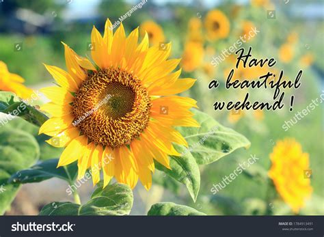 Have A Nice Weekend Have A Nice Weekend Greeting Cards
