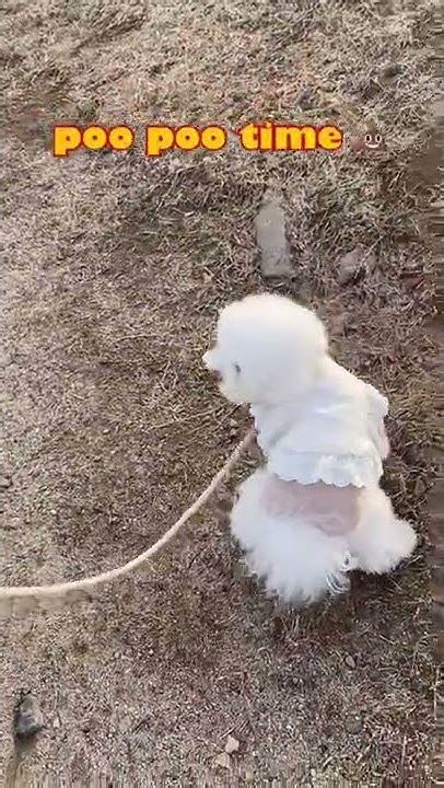 산책중 갑자기 유턴을 하는데 Youtube