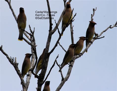 Large Flock Of Cedar Waxwings