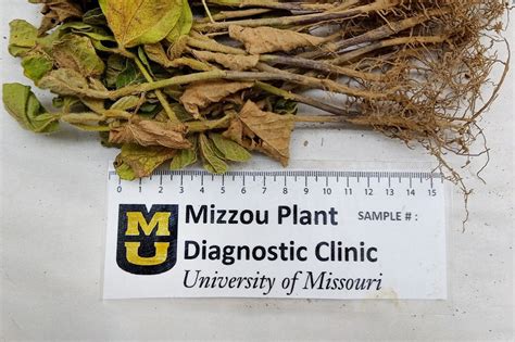 Early Season Charcoal Rot We Typically Associate Charcoal Rot With