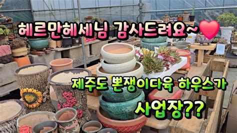 제주도 뽄쟁이다육 하우스가 사업장 다육이 다육 다육식물 다육하우스 Succulent Youtube