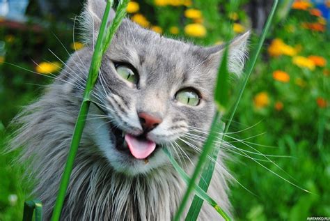 Кот под травой показывает язык и ведёт себя загадочно — Фотографии для аватара