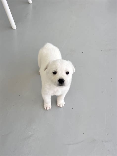 진도믹스 소바 강아지 책임분양♥ 강아지무료분양 고양이무료분양 유기견입양 아이조아요양보호소